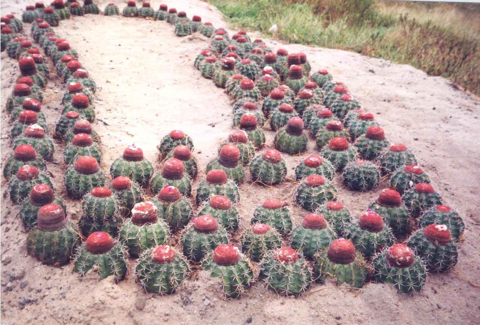 Quais os tipos de cactos que existem? para que servem os cactos?